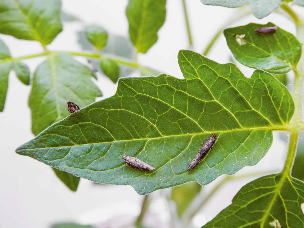 The tomato leaf miner – a nightmare in Kenya and Switzerland | Biovision - Stiftung für ...