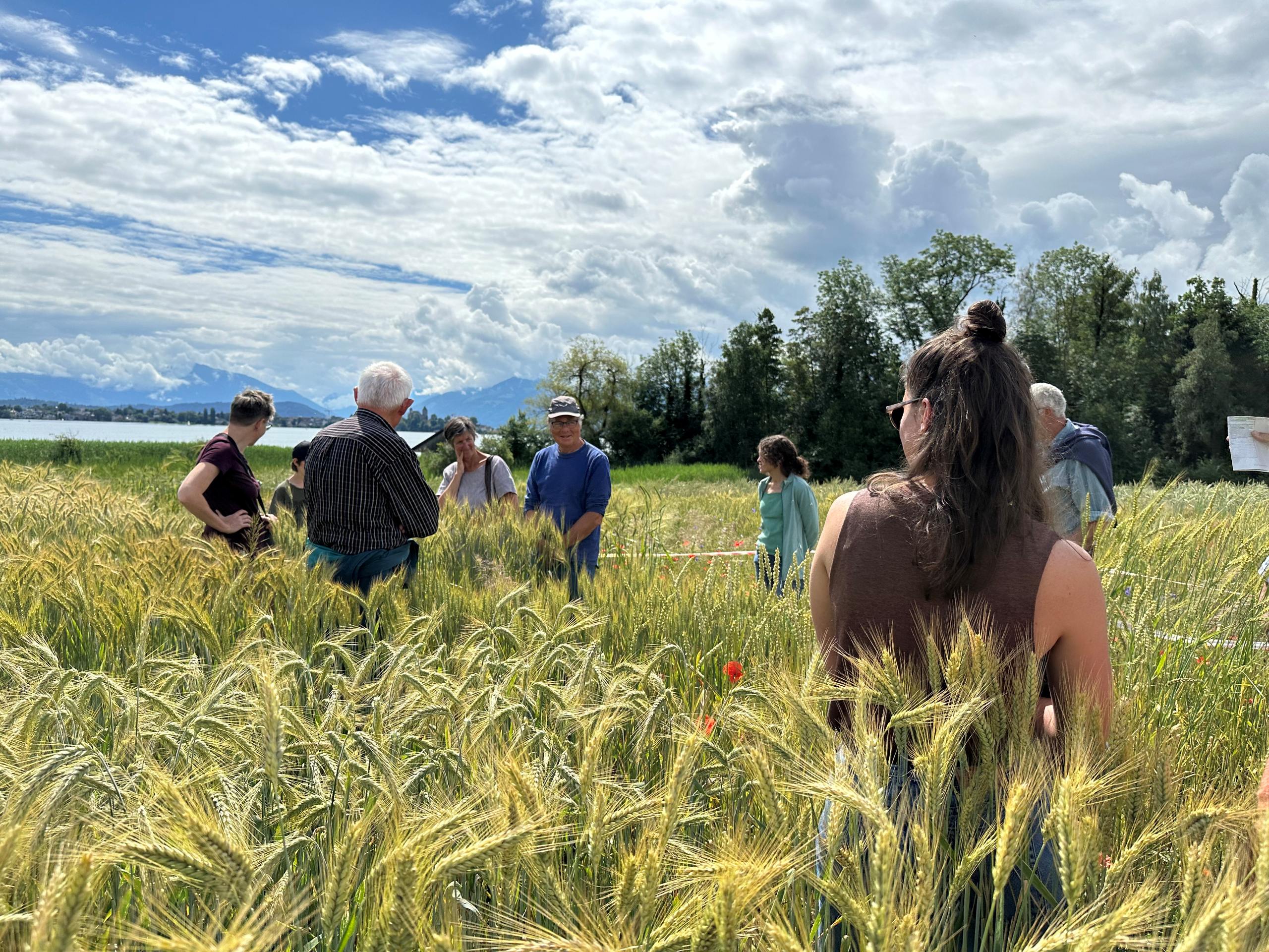 Céréales anciennes, nouveaux atouts | Biovision - Fondation pour un ...